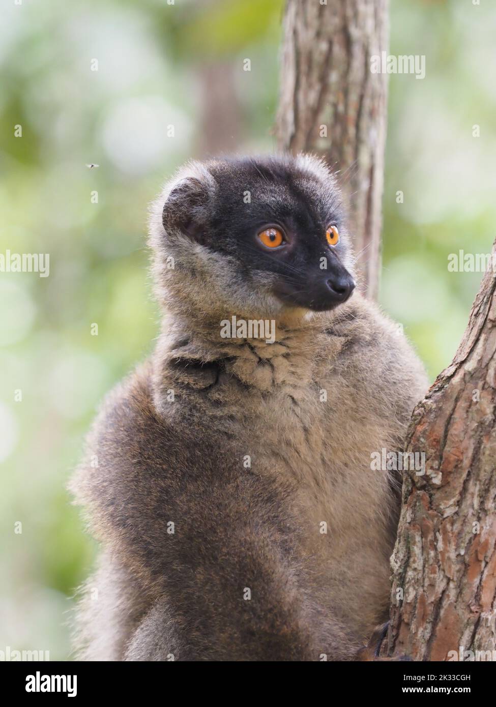 Common brown lemur, Madagascar Stock Photo - Alamy