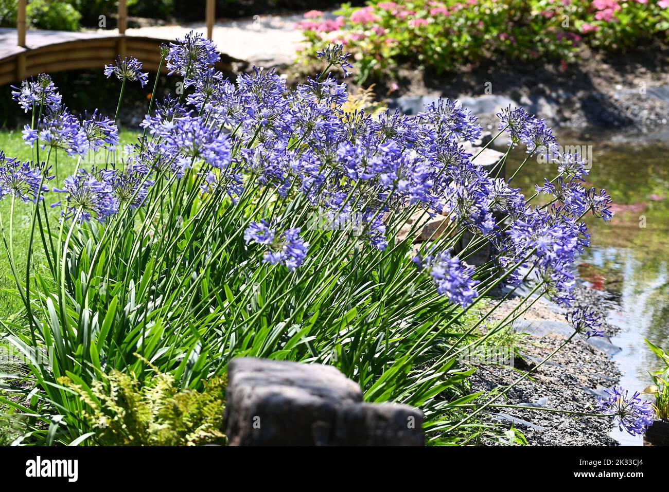 Beautiful Agapanthus plant in a garden setting Stock Photo - Alamy