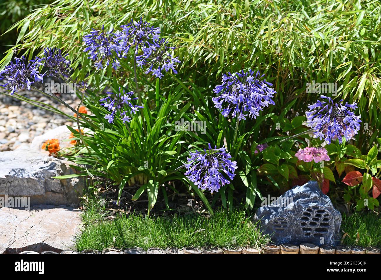 Beautiful Agapanthus plant in a garden setting Stock Photo - Alamy
