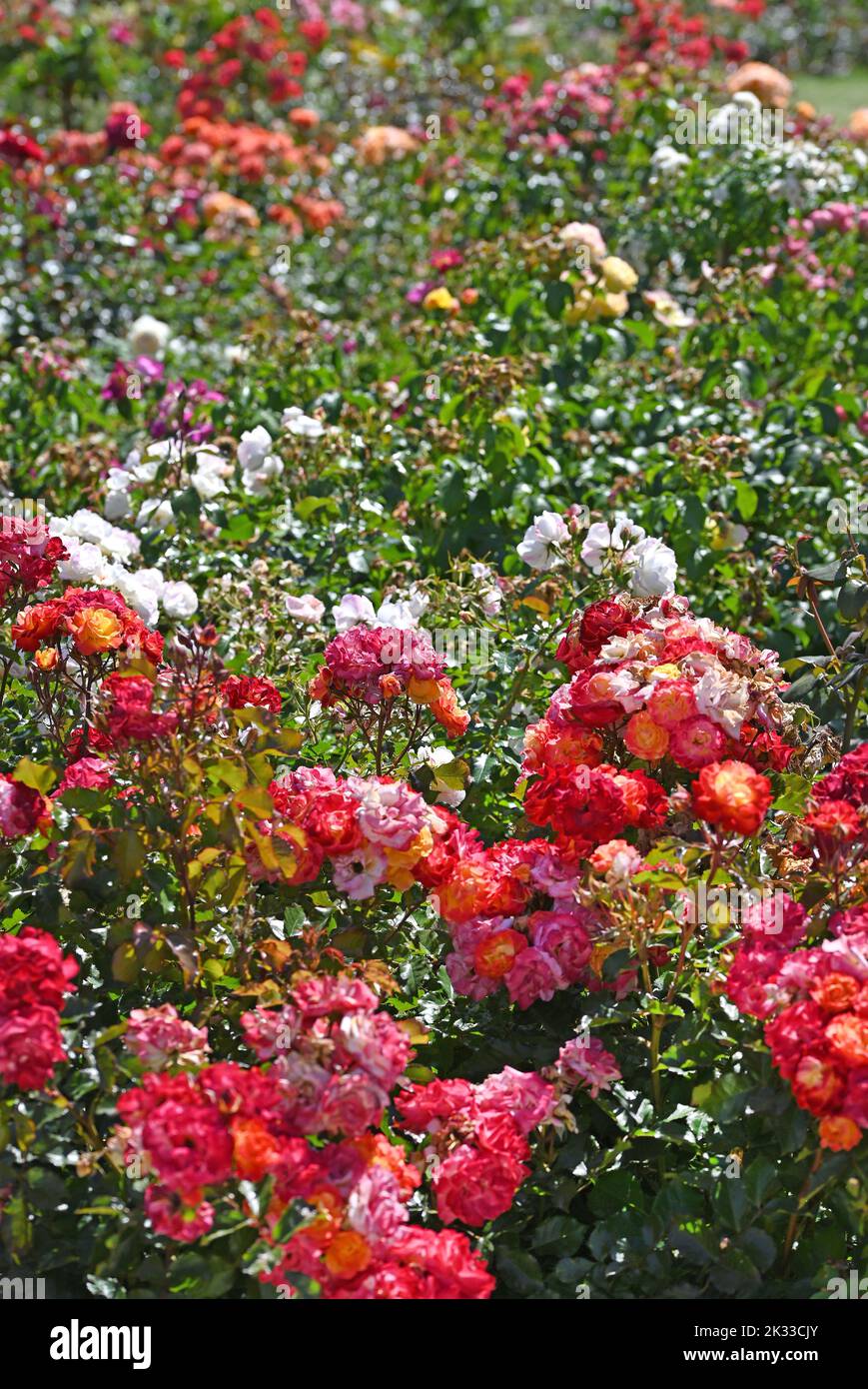 David austin rose garden osaka hi-res stock photography and images - Alamy