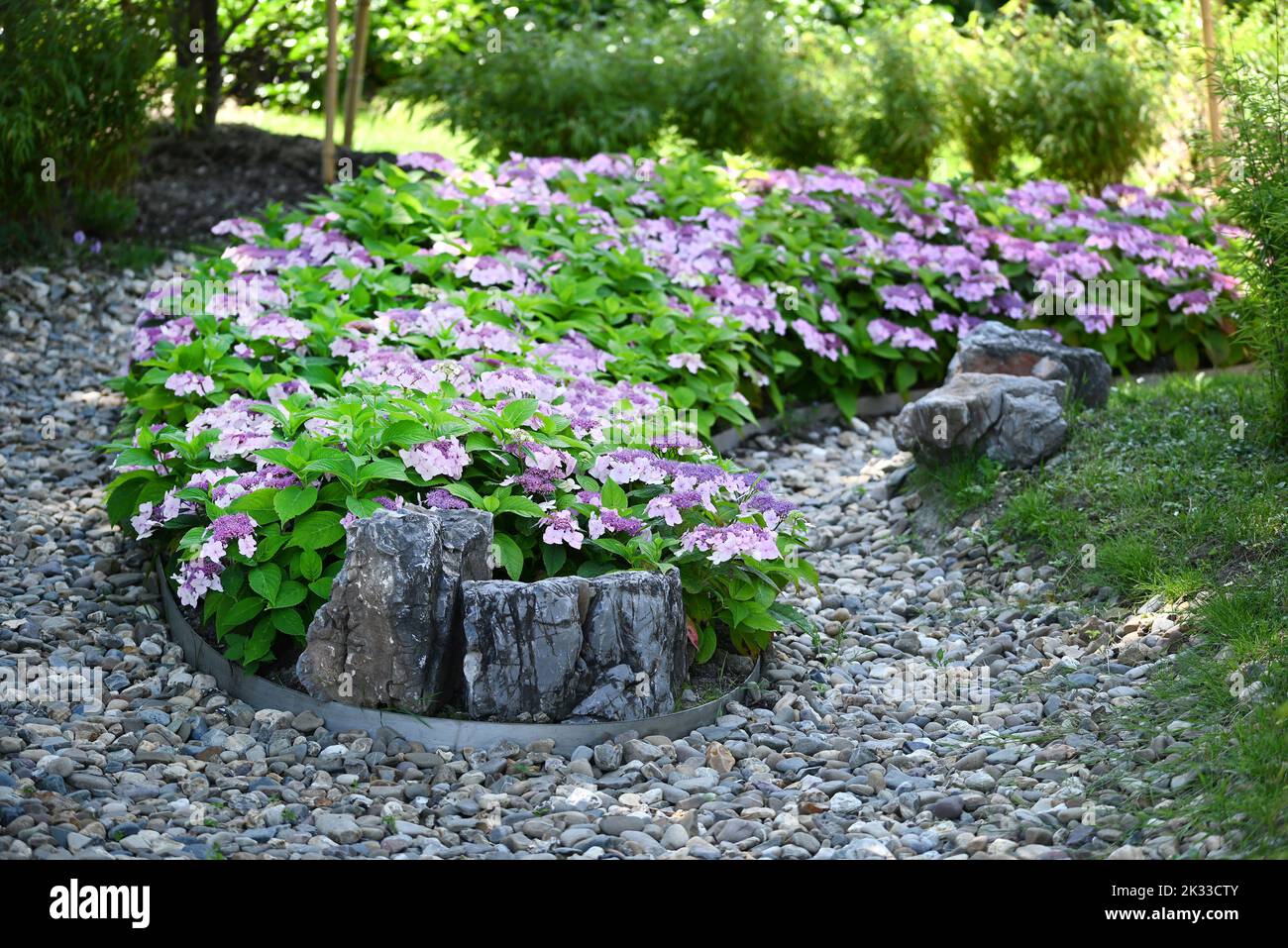Vibrant purple hydrangeas bloom hi-res stock photography and images - Alamy
