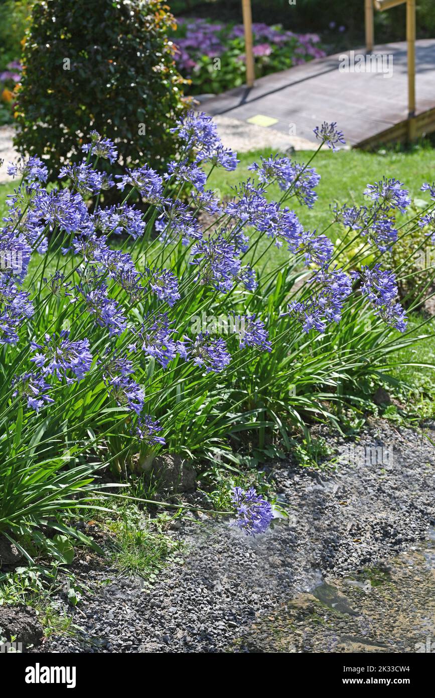 Beautiful Agapanthus plant in a garden setting Stock Photo - Alamy