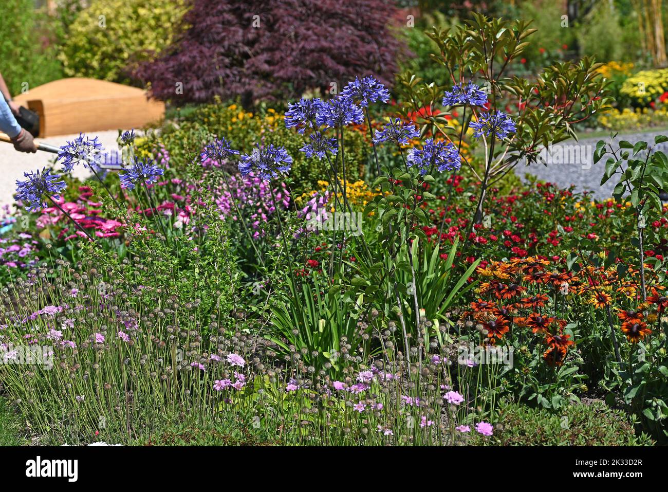 Beautiful Agapanthus plant in a garden setting Stock Photo - Alamy