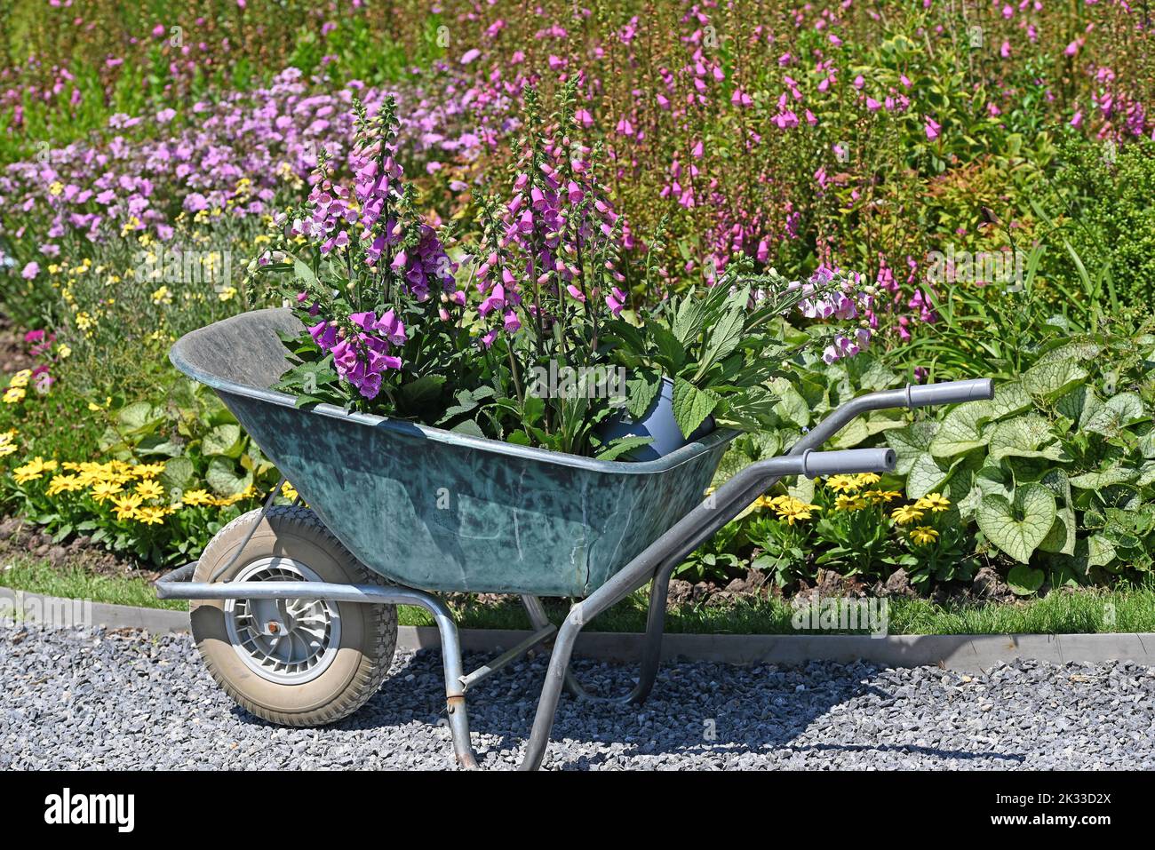 Digitalis plants in a wheel barrow in a perrenial garden Stock Photo ...