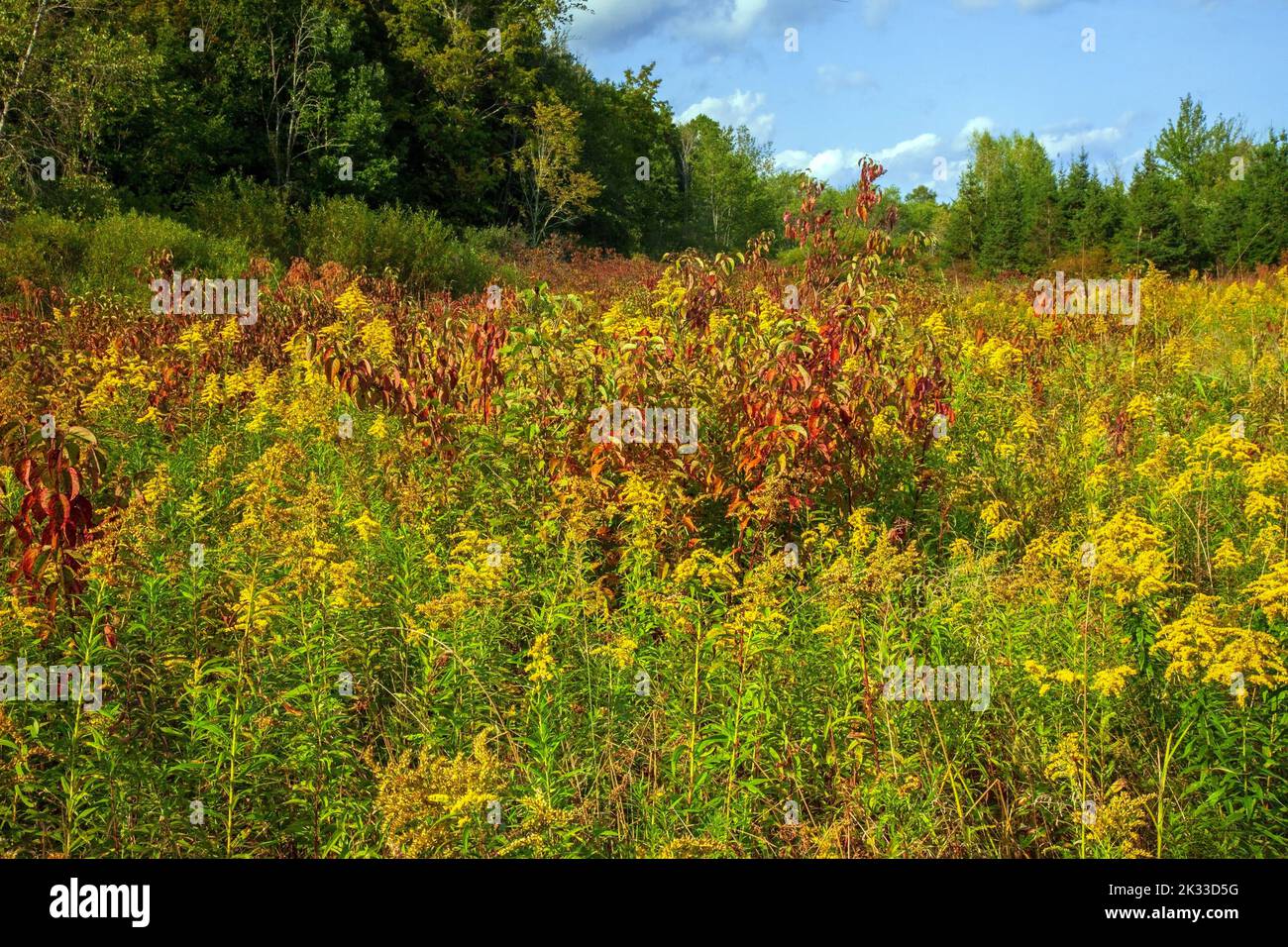 An old fiield meadow in late summer at the Varden Conservation Area in ...