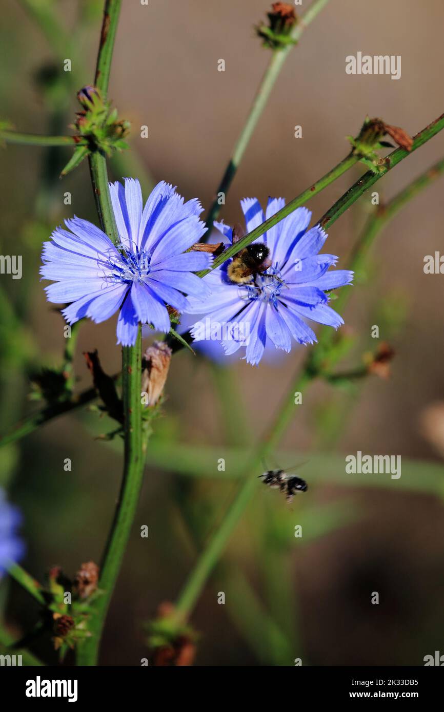 Blume mit Biene / Flower with Bee / Flos et Apiformes Stock Photo - Alamy