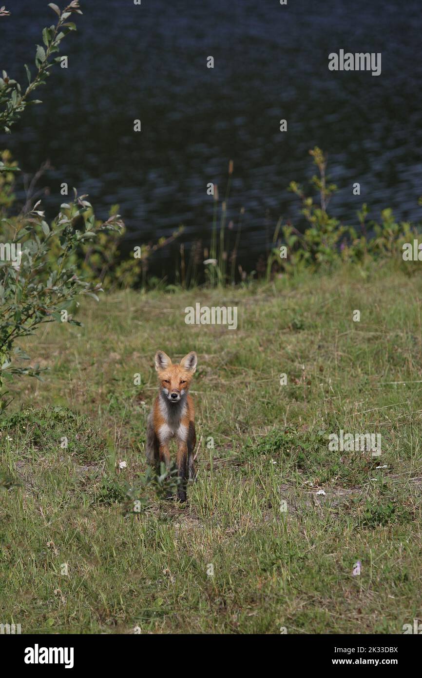 Rotfuchs / Red fox / Vulpes vulpes Stock Photo - Alamy