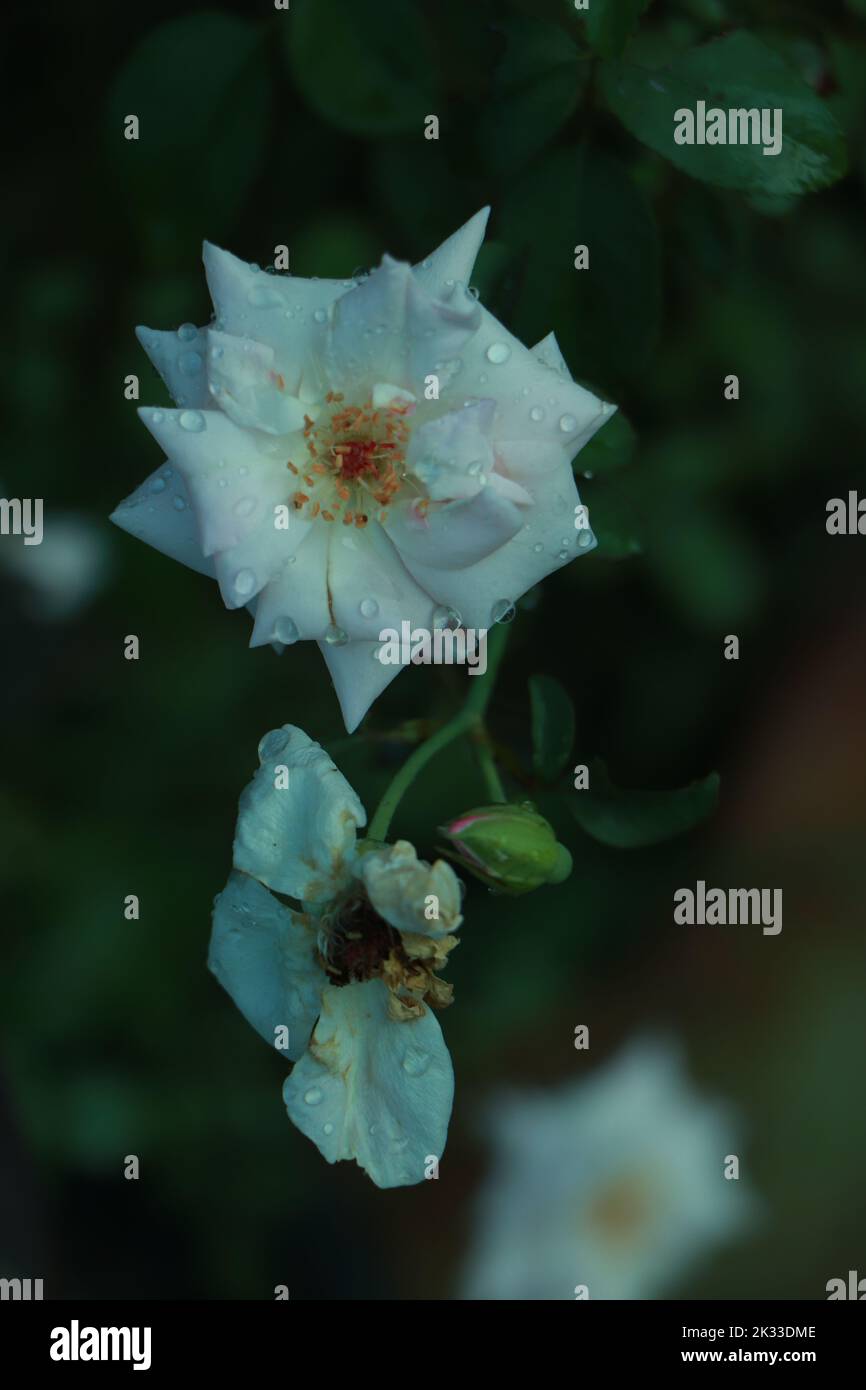 Bush white blooming rose. Growing roses. A lot of beautiful blooming ...