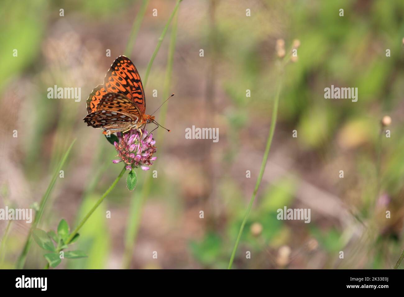 Atlantis Perlmuttfalter / Atlantis fritillary / Speyeria atlantis Stock ...