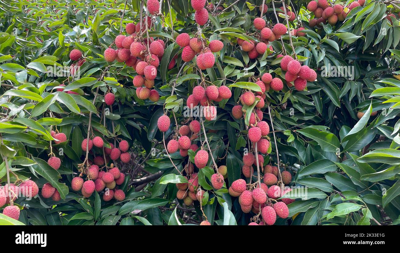 Lichi tree hi-res stock photography and images - Alamy