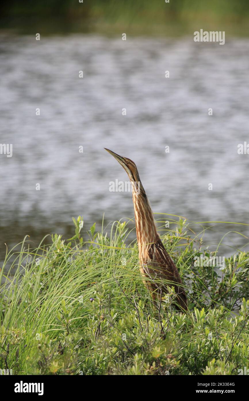 Nordamerikanische Rohrdommel / American bittern / Botaurus lentiginosus ...