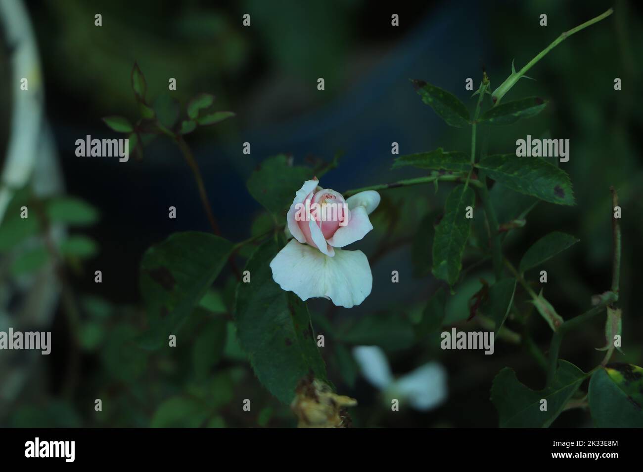 Bush white blooming rose. Growing roses. A lot of beautiful blooming ...