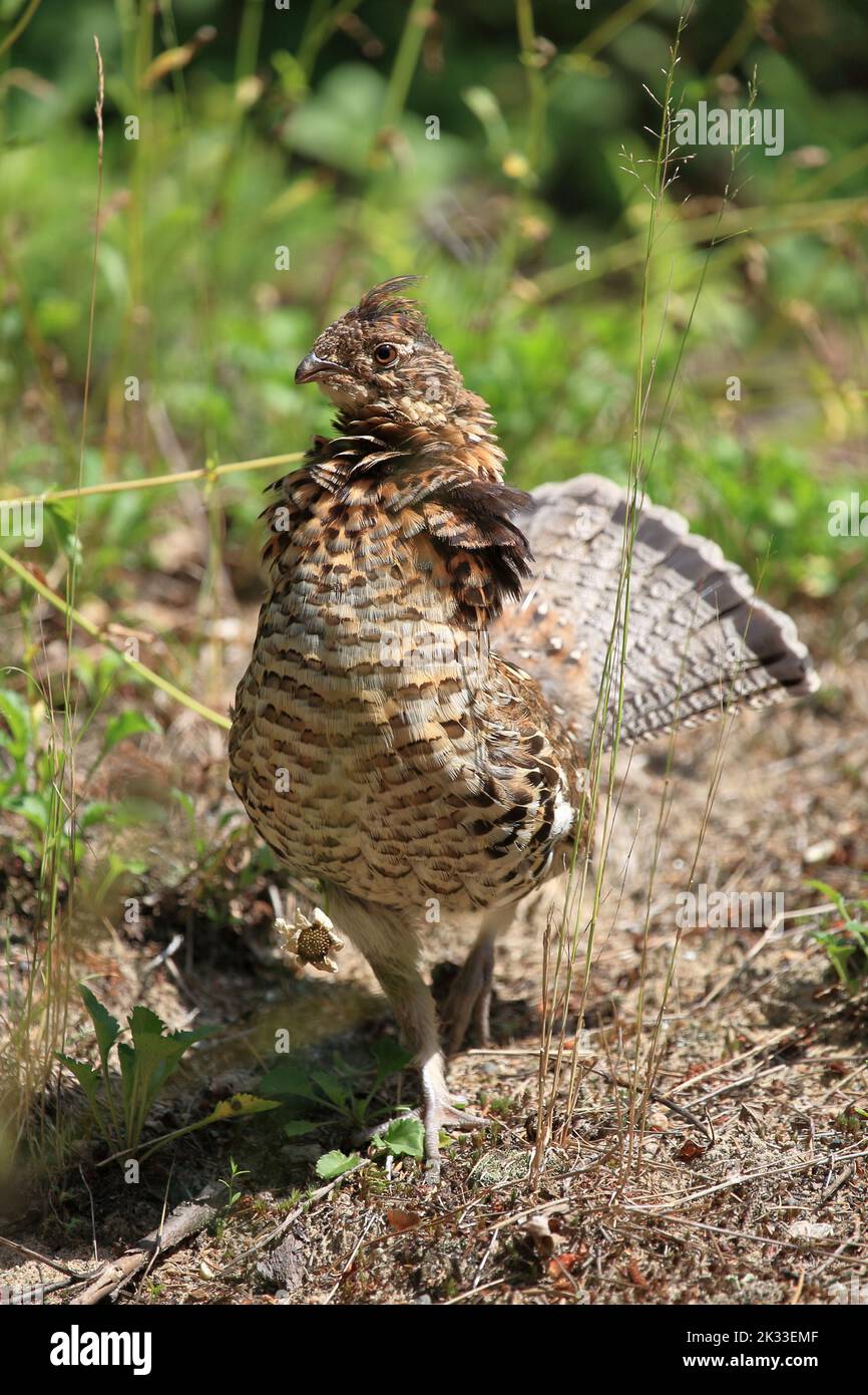 Ruffed grouses hi-res stock photography and images - Alamy
