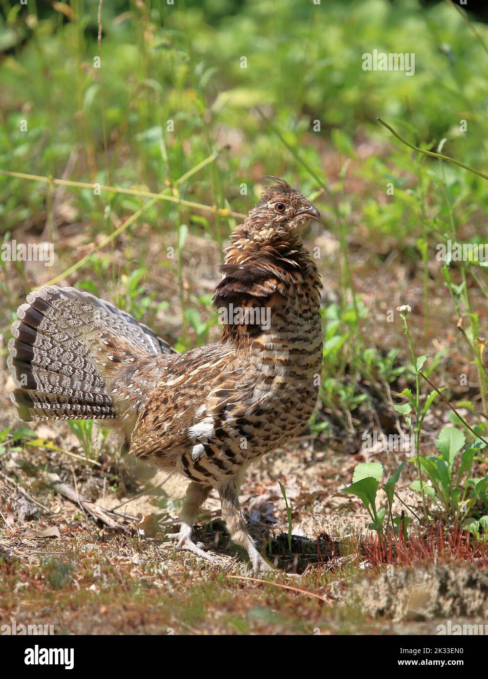 Ruffed grouses hi-res stock photography and images - Alamy