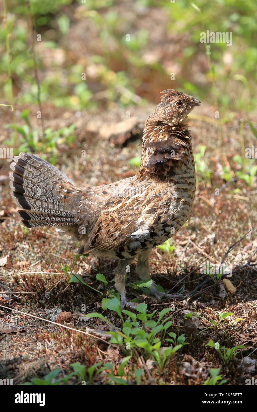 Ruffed grouses hi-res stock photography and images - Alamy