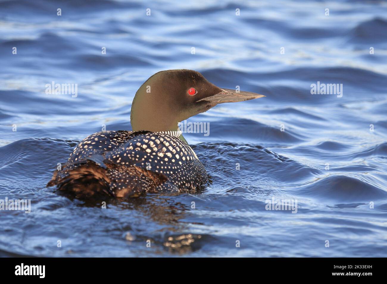 Eistaucher / Common Loon / Gavia immer Stock Photo - Alamy