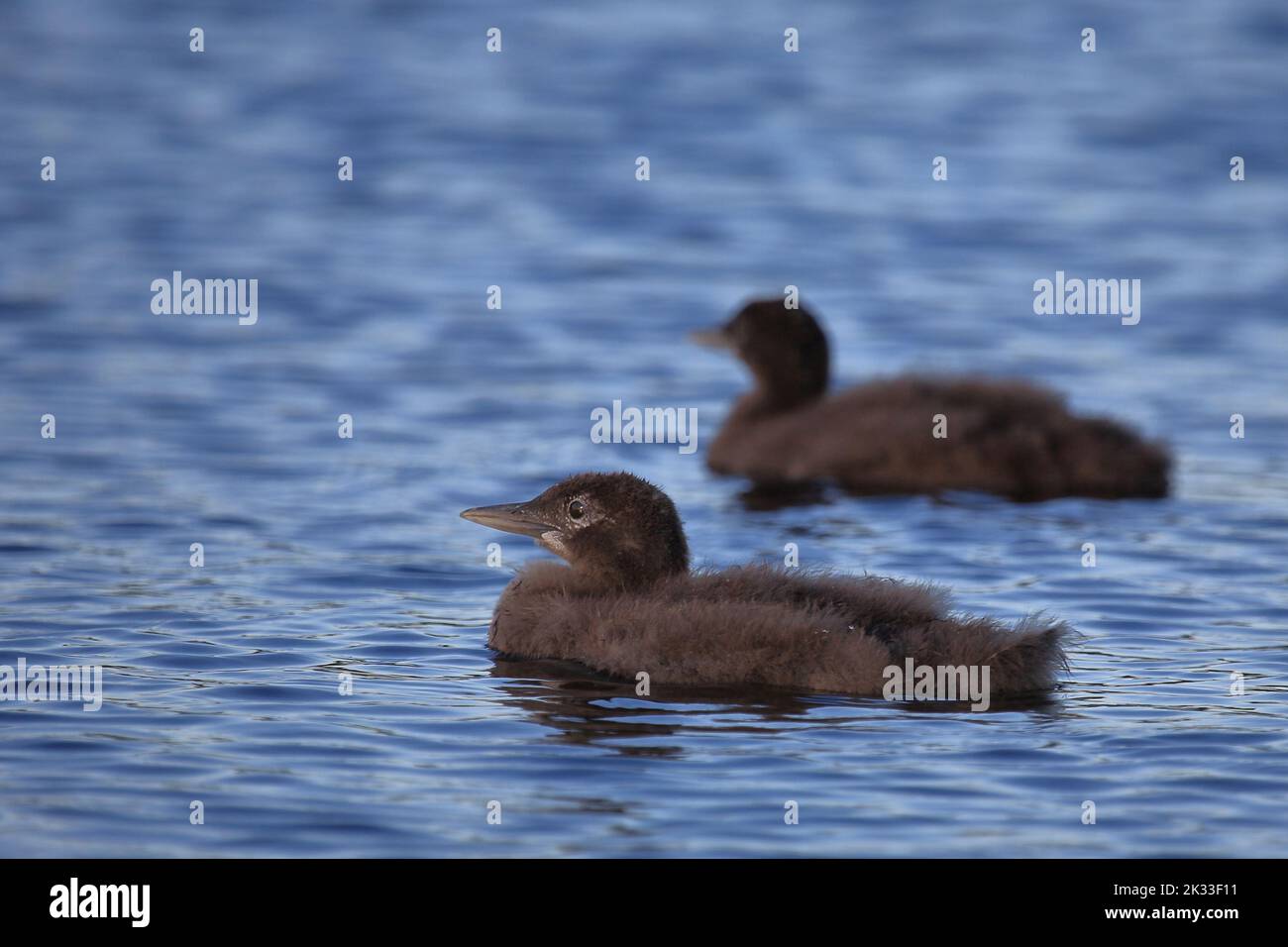Eistaucher / Common Loon / Gavia immer Stock Photo - Alamy