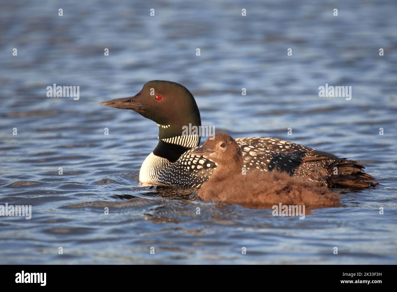 Eistaucher / Common Loon / Gavia immer Stock Photo - Alamy