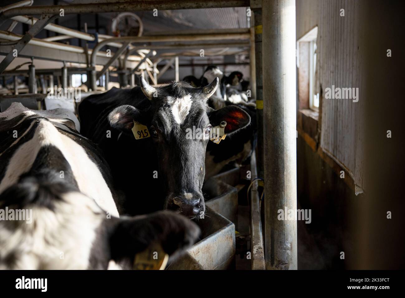 Number of cows hi-res stock photography and images - Alamy