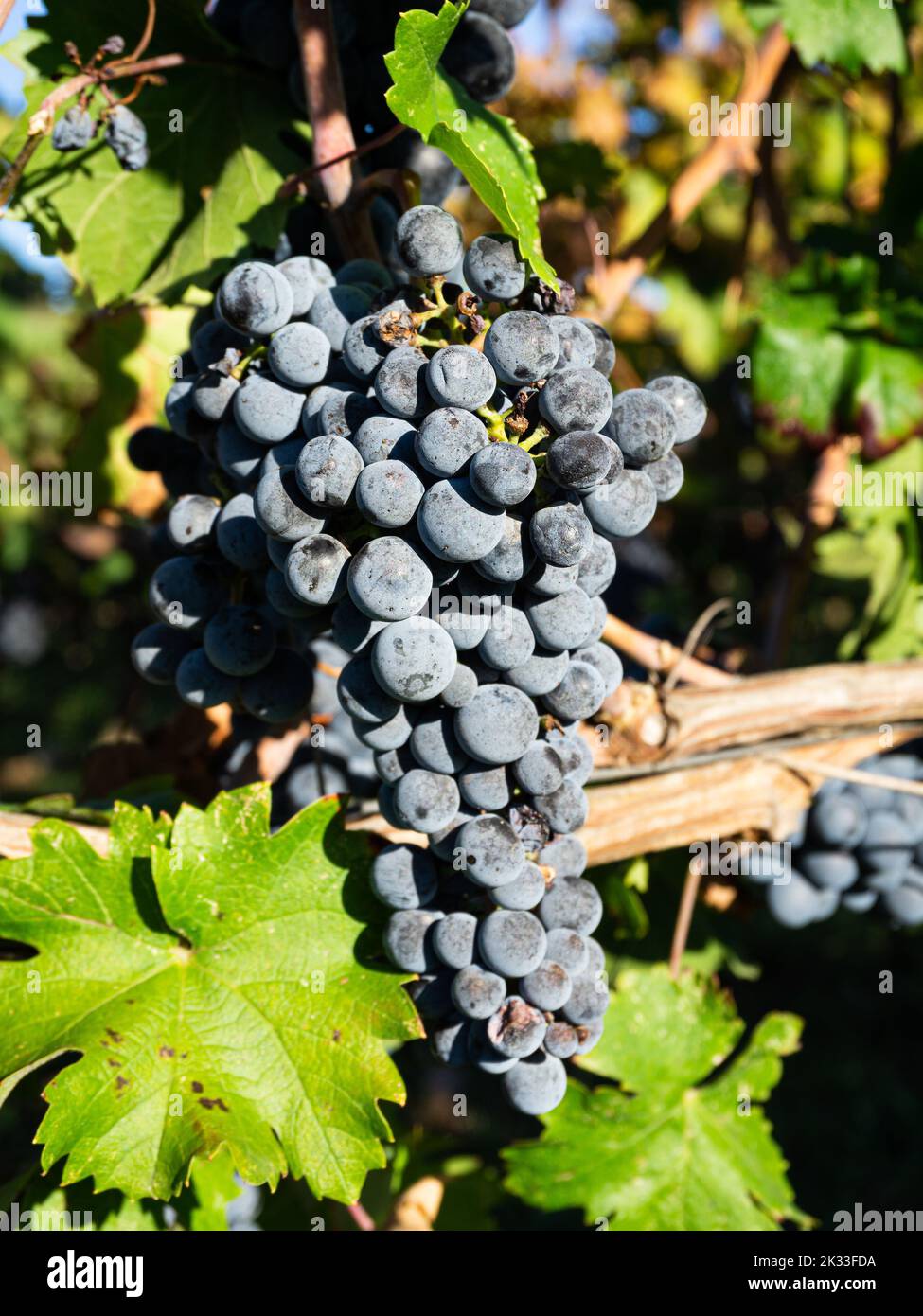 Grapes teroldego hi-res stock photography and images - Alamy