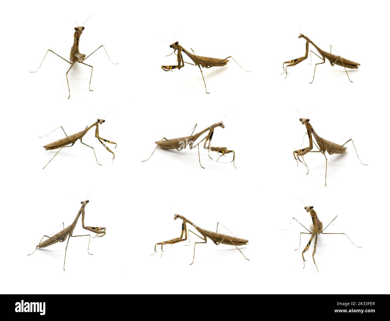 Group of praying mantis (Stagmomantis carolina) on white background ...