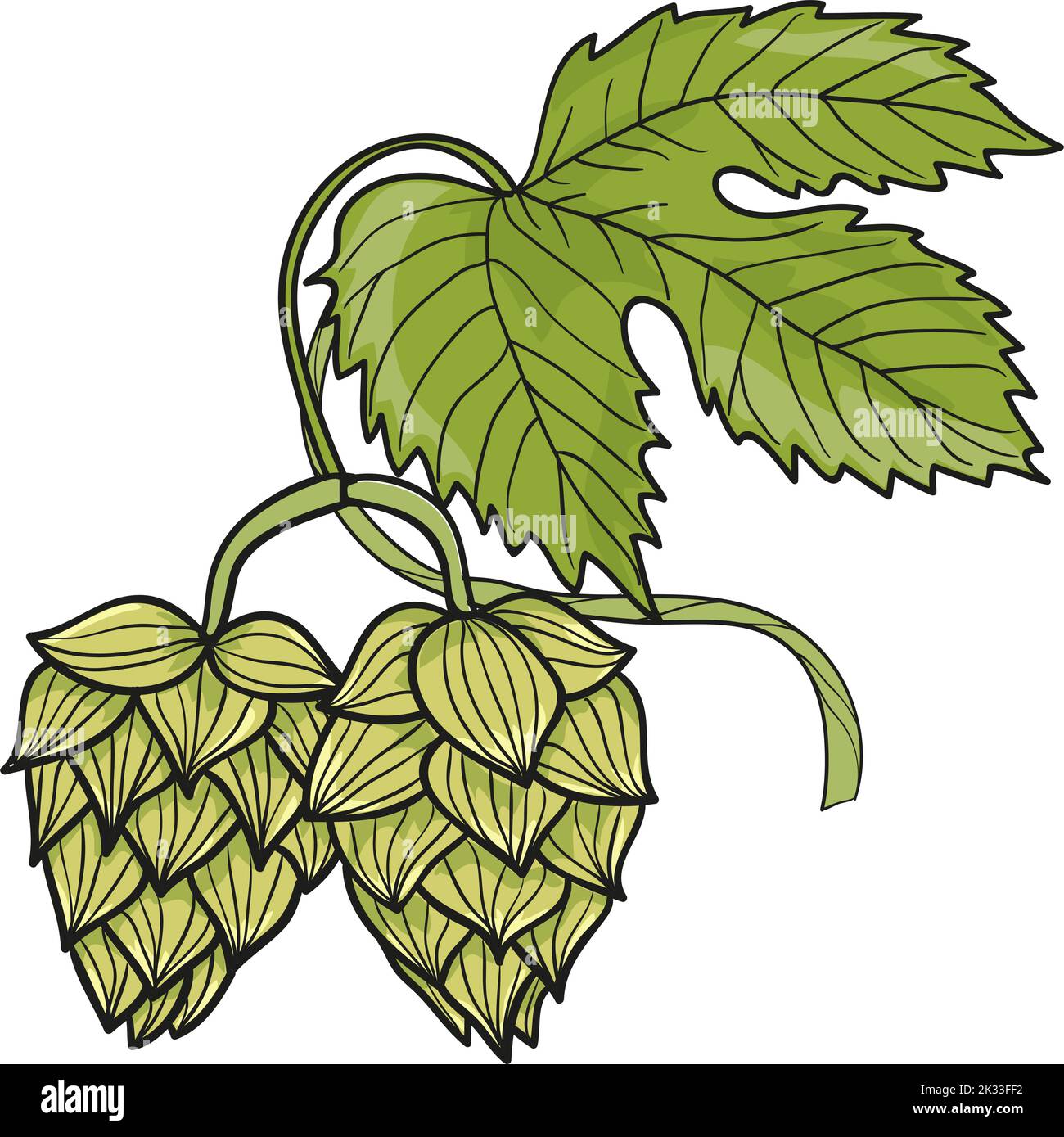 Hop vines Stock Vector Images - Alamy