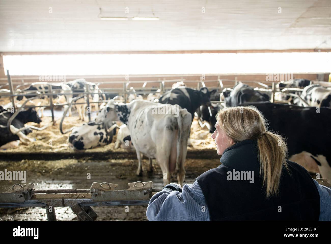 Farmer checking on cattle in hi-res stock photography and images - Alamy