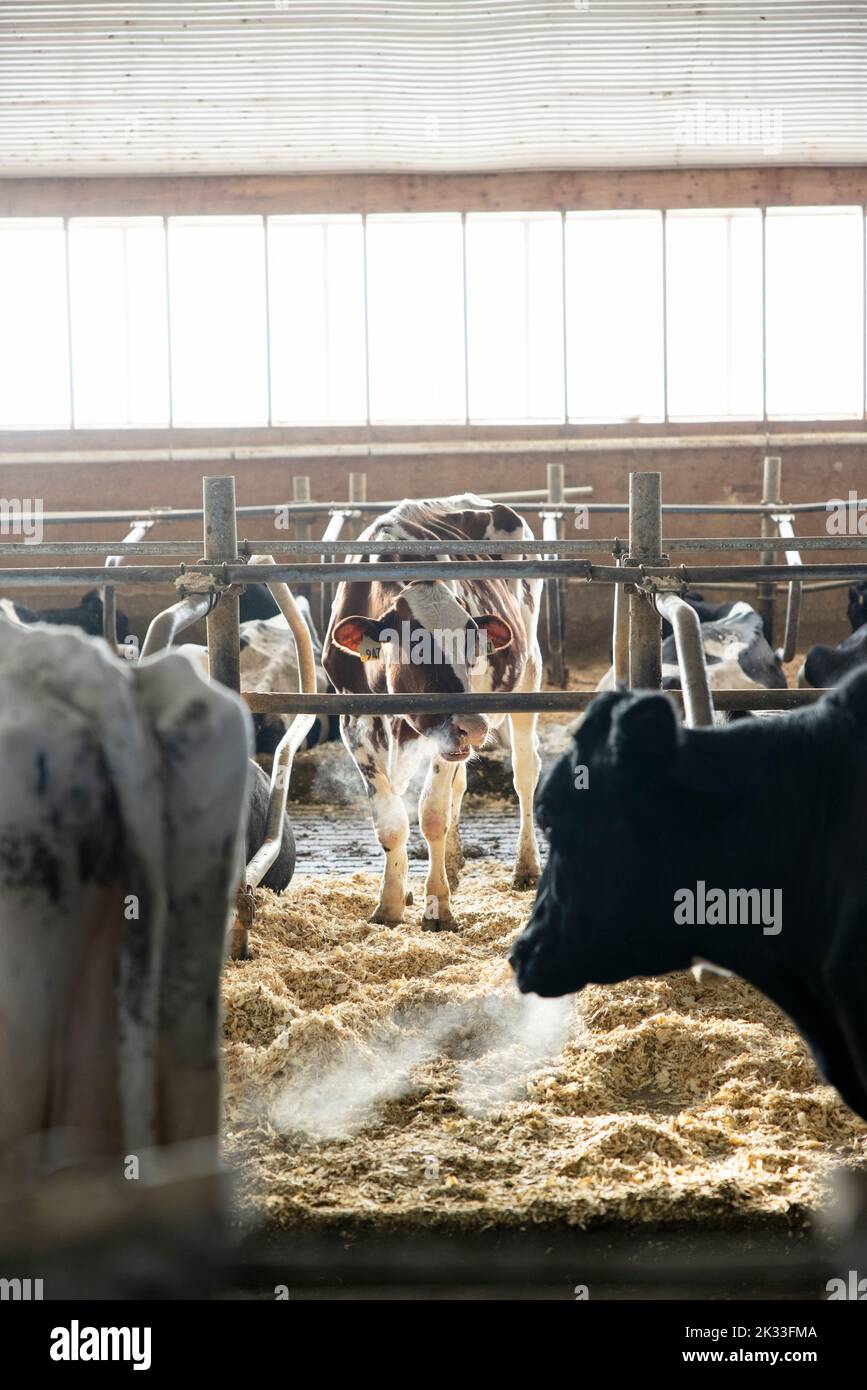 Dairy farm america hi-res stock photography and images - Alamy