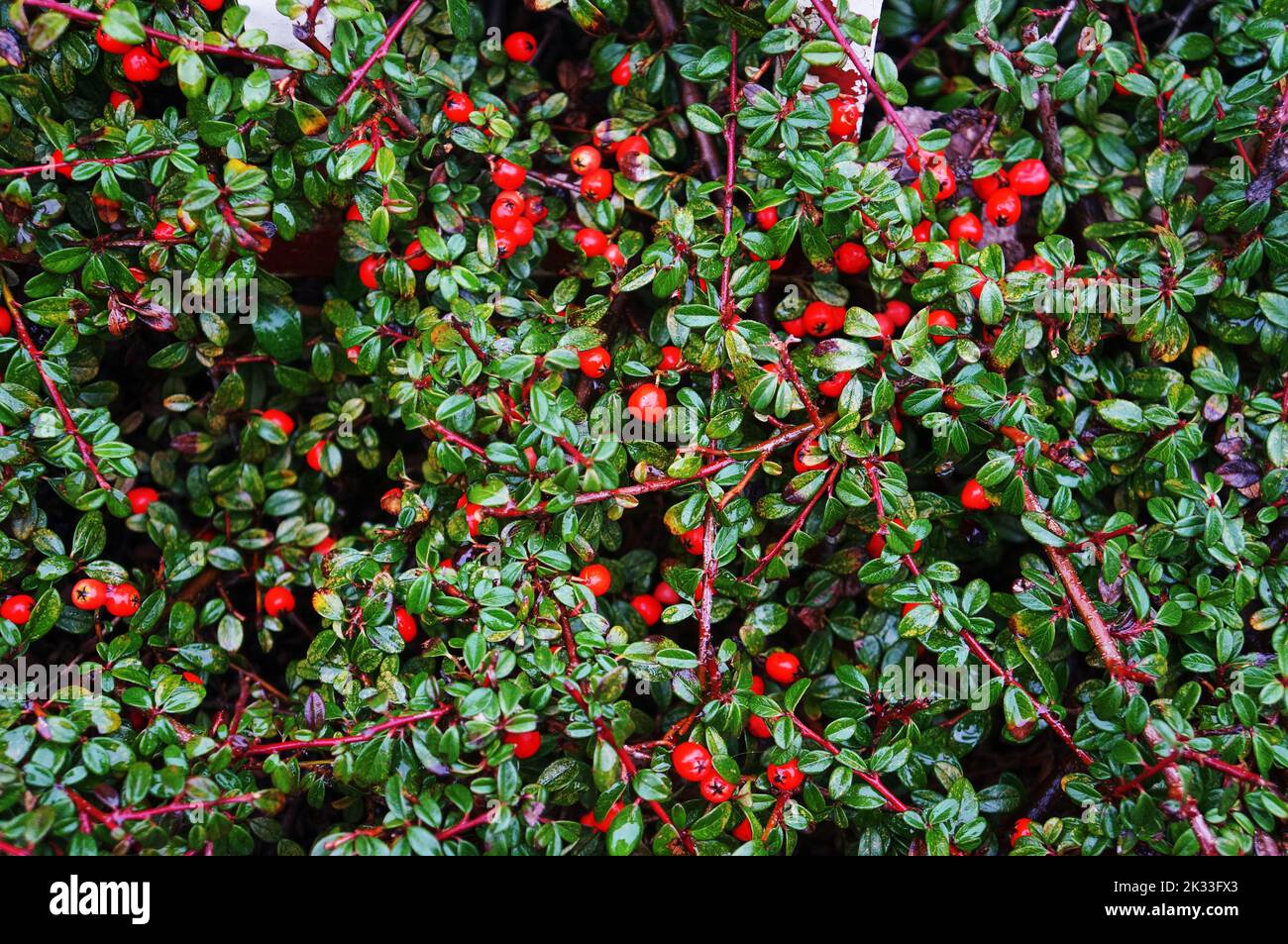 A close up of cranberries growing on a plant Stock Photo - Alamy