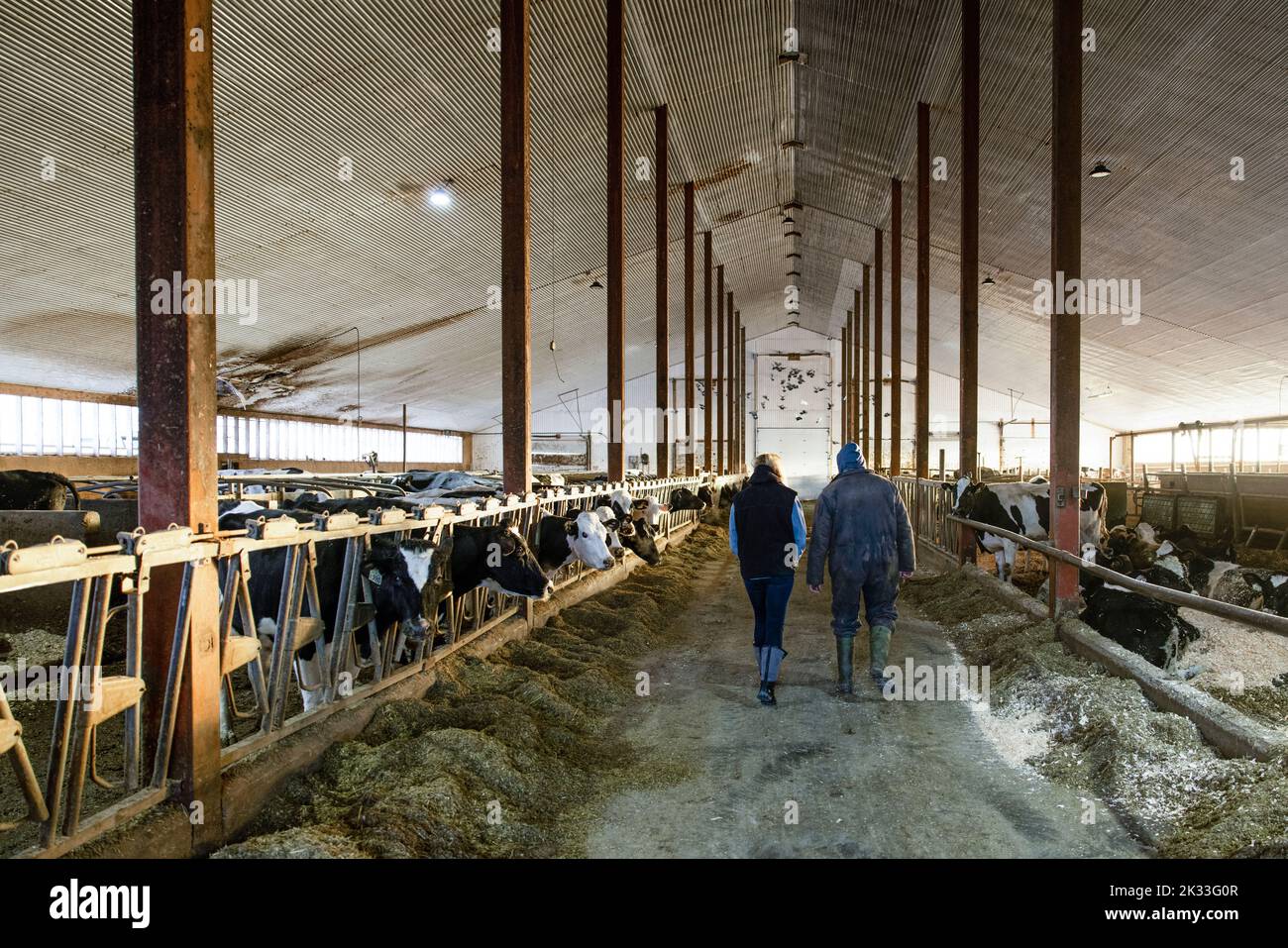 Farmer wife in cow barn hi-res stock photography and images - Alamy