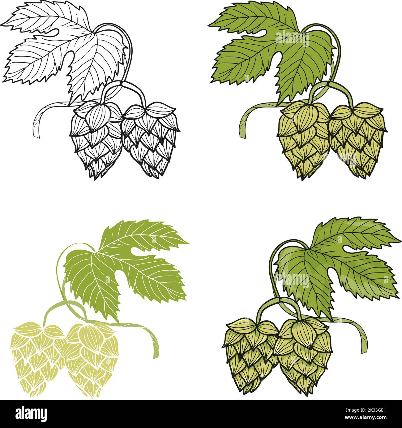 Vector illustration of hop branches isolated on white. Sketch design ...