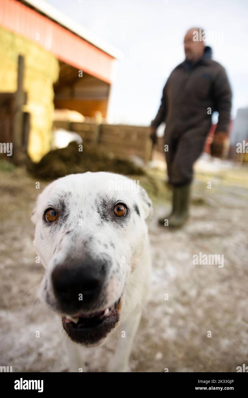 Barn dog hi-res stock photography and images - Alamy