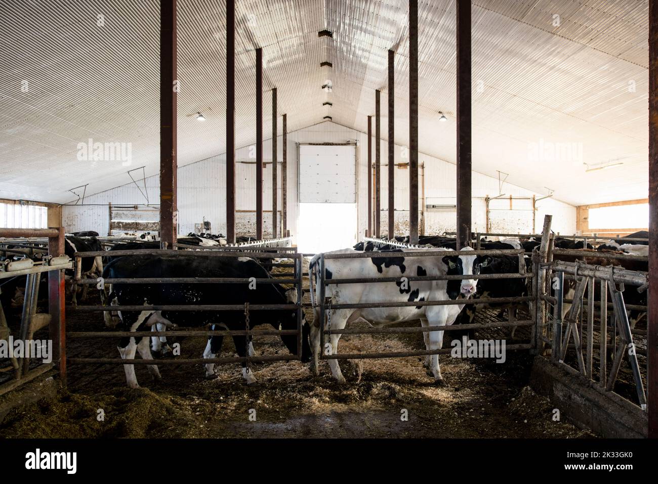 Industrial dairy farm hi-res stock photography and images - Alamy