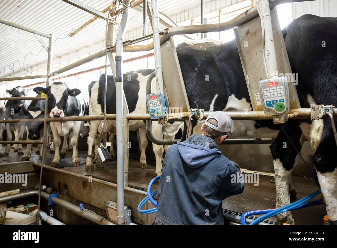 Milking cows hi-res stock photography and images - Alamy