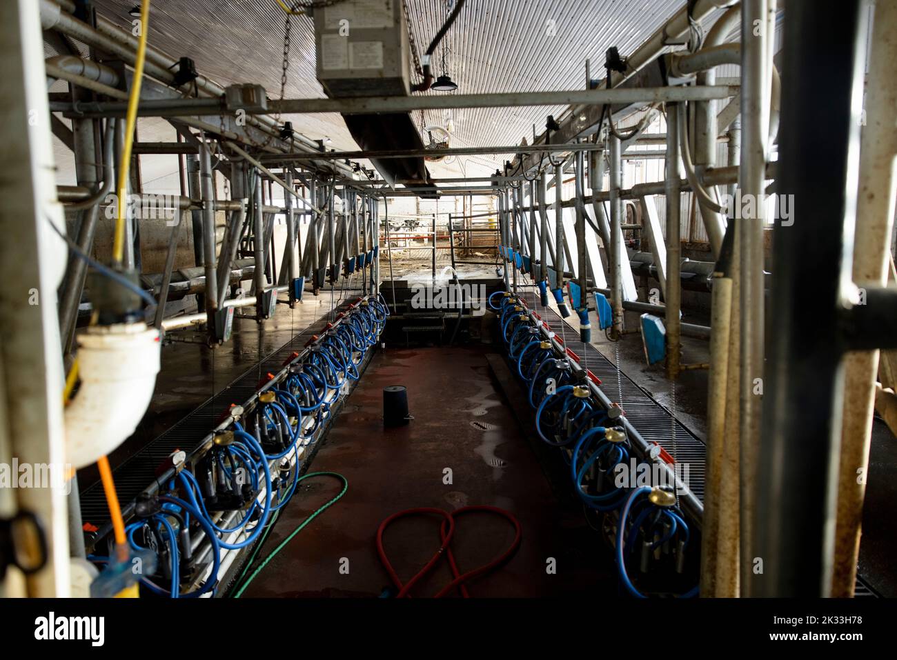 Automatic milking hi-res stock photography and images - Alamy