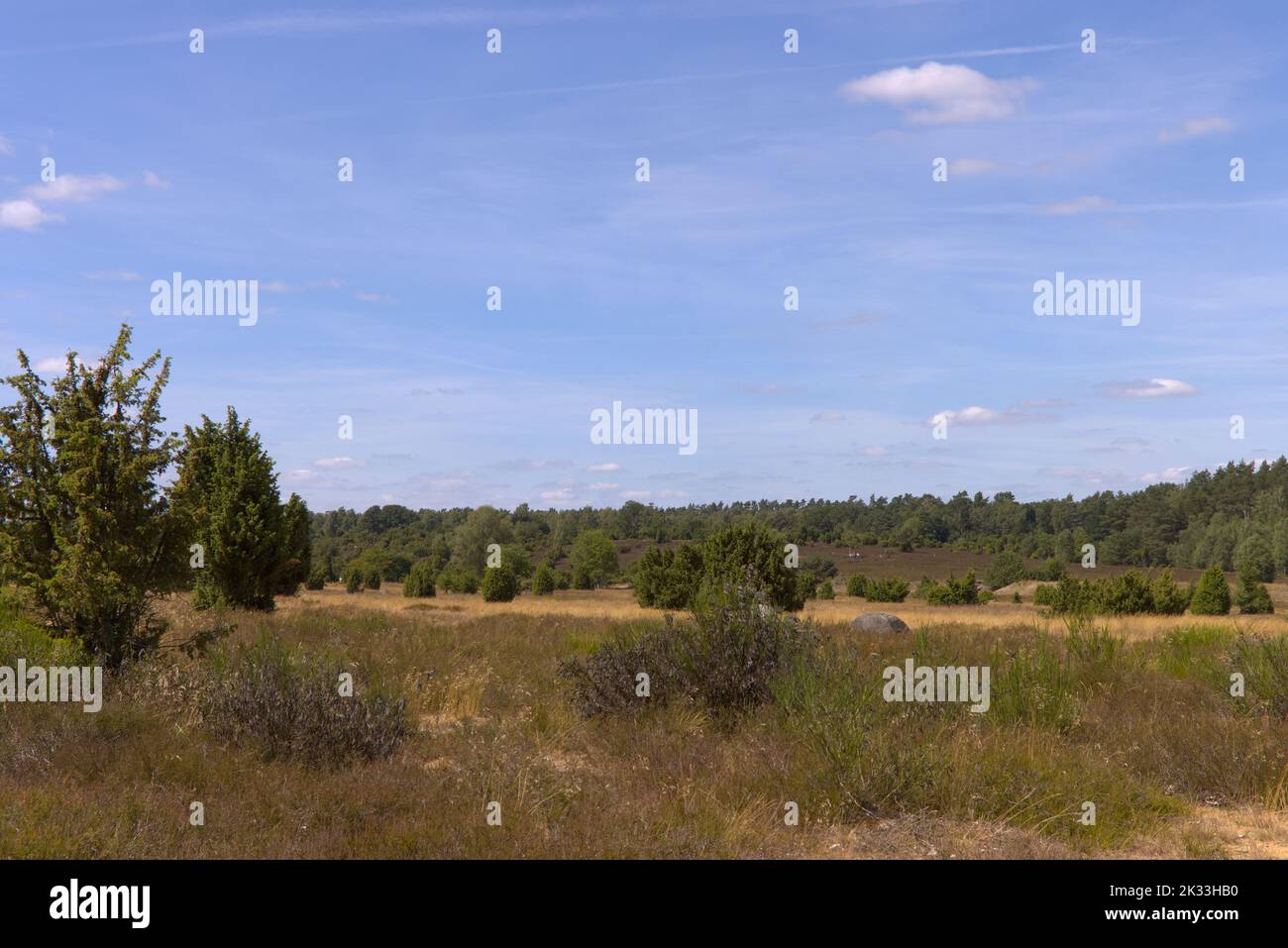 The photo shows the Lüneburger Heath in Germany Stock Photo - Alamy