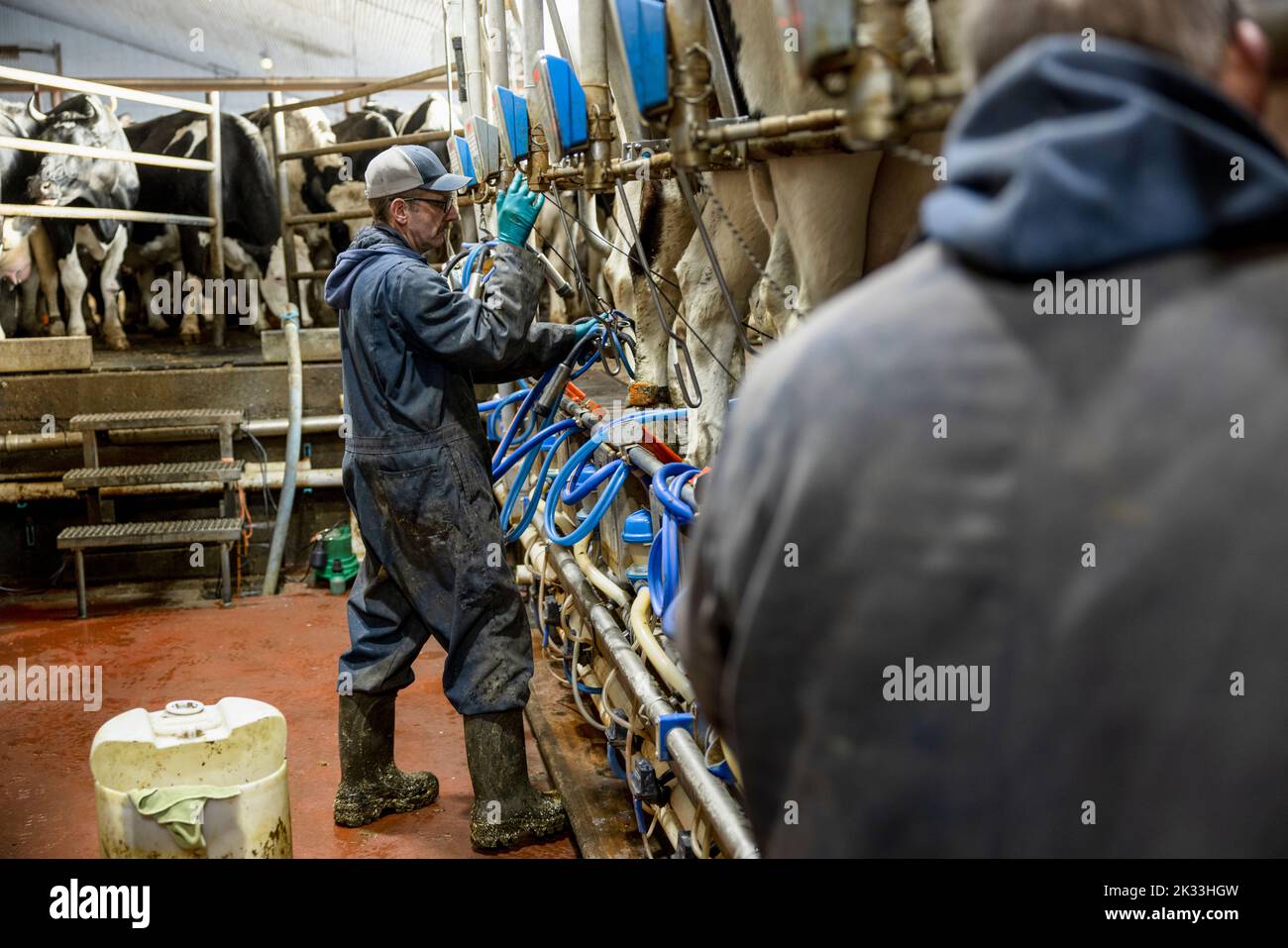 Working in dairy hi-res stock photography and images - Alamy
