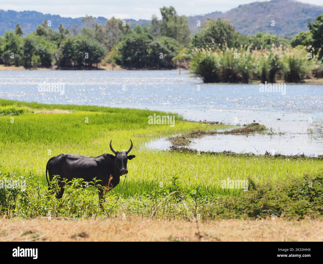 Black zebu, rice fields, lake, Madagascar Stock Photo - Alamy
