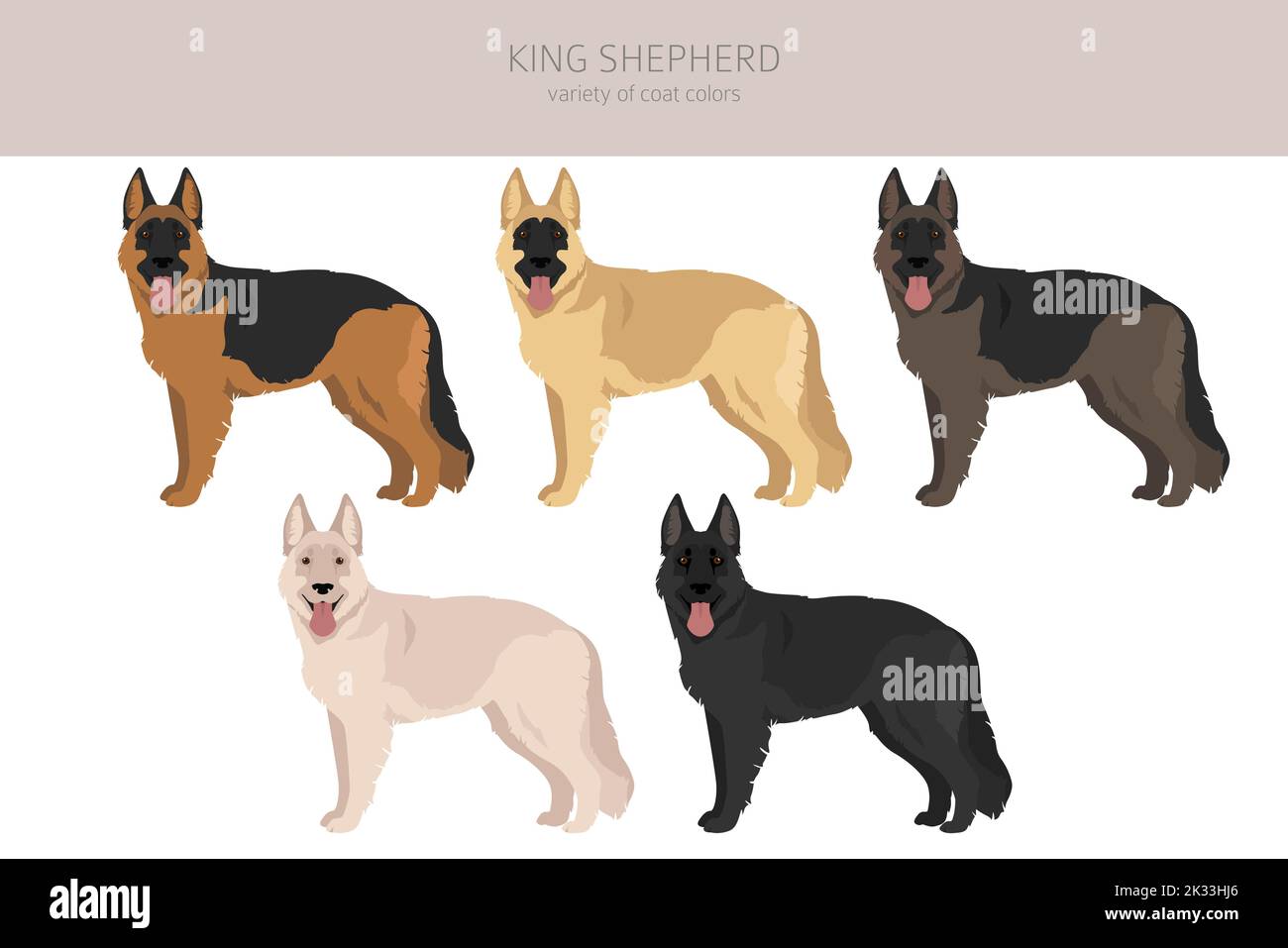 King Shepherd. Variety of German shepherd dog. clipart. Different coat ...