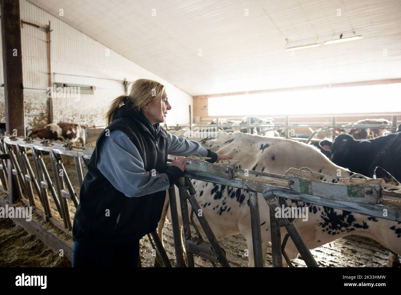 Woman in cow shed hi-res stock photography and images - Alamy