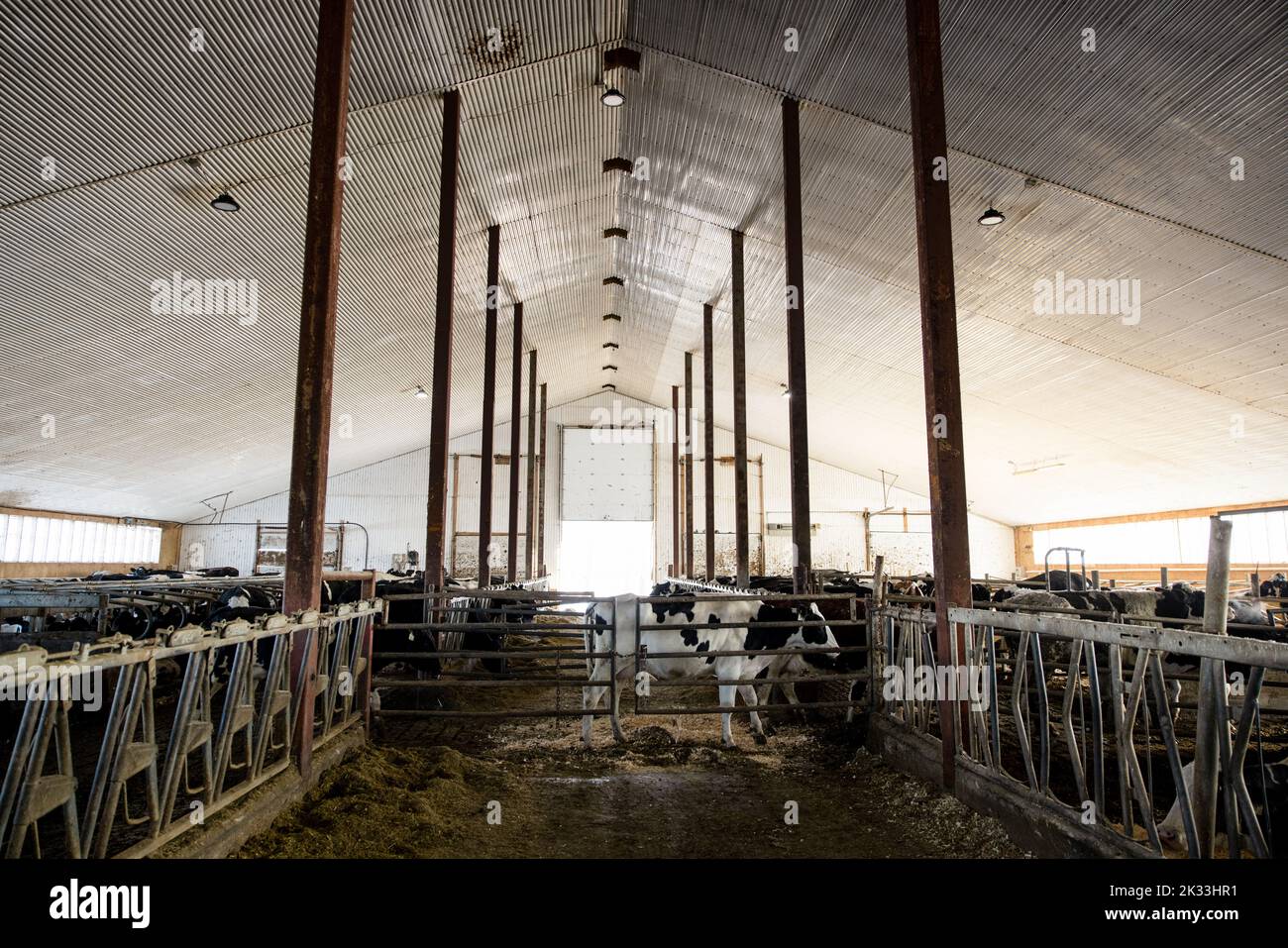 Industrial dairy farm hi-res stock photography and images - Alamy