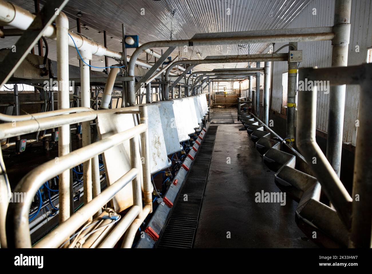 Industrial farm cow hi-res stock photography and images - Alamy