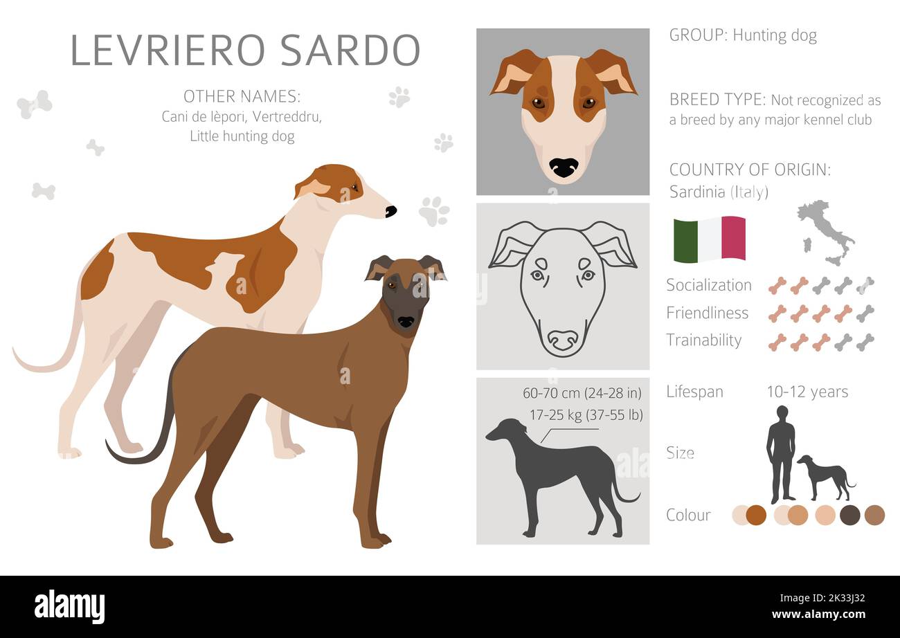 Does The Levriero Sardo Grow Big