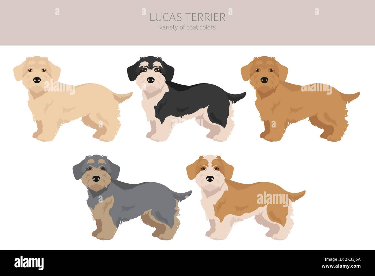 Lucas terrier clipart. Different coat colors set. Vector illustration ...