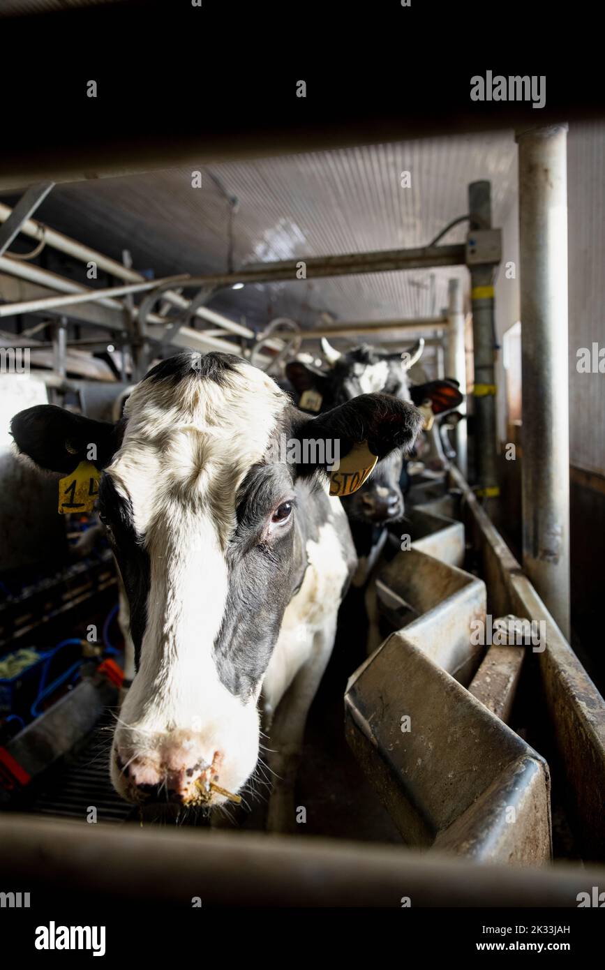 Cow milking shed hi-res stock photography and images - Alamy