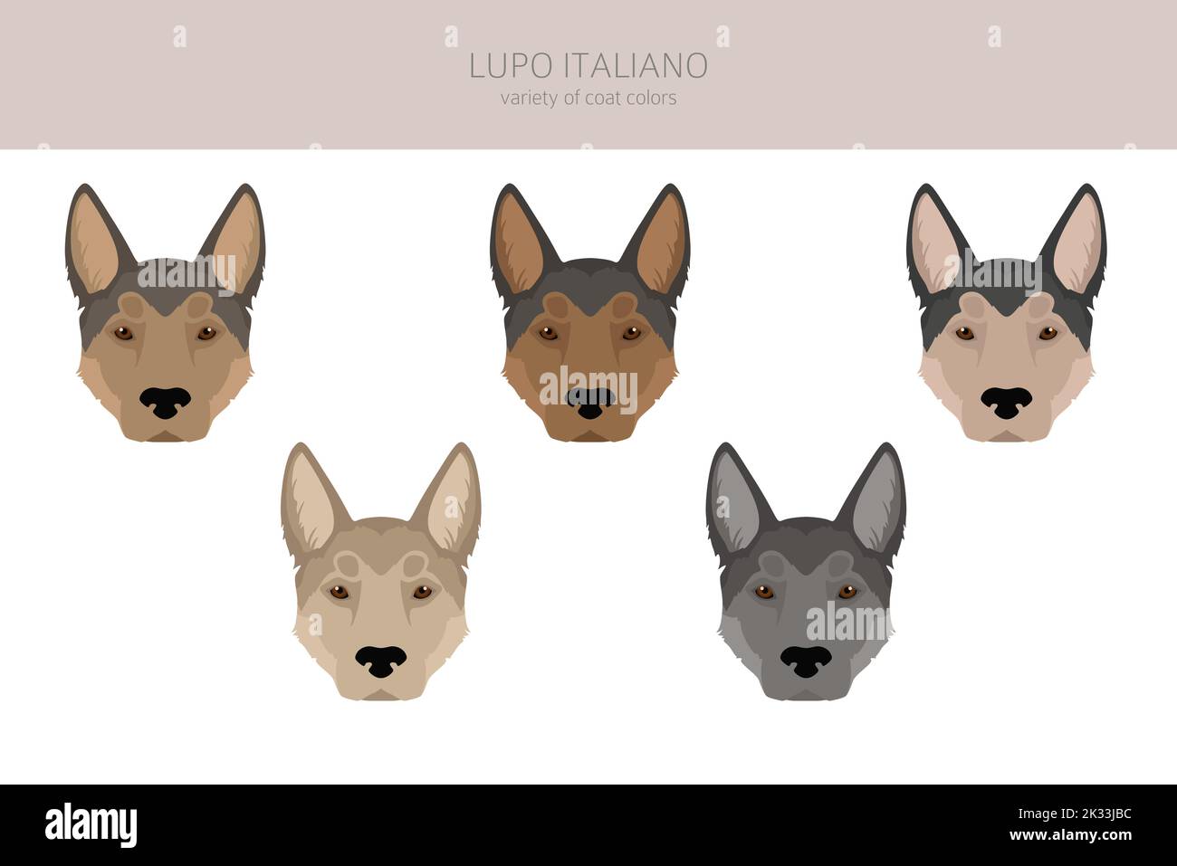 Lupo italiano coat colors hi-res stock photography and images - Alamy