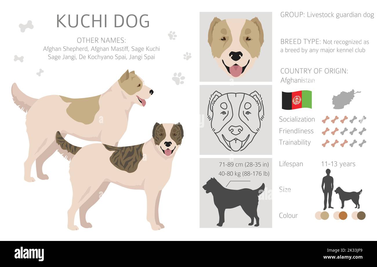 Kuchi dog clipart. Different coat colors set. Vector illustration Stock ...