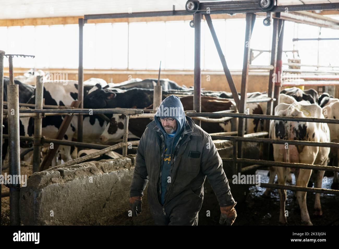 But not the cowshed hi-res stock photography and images - Alamy