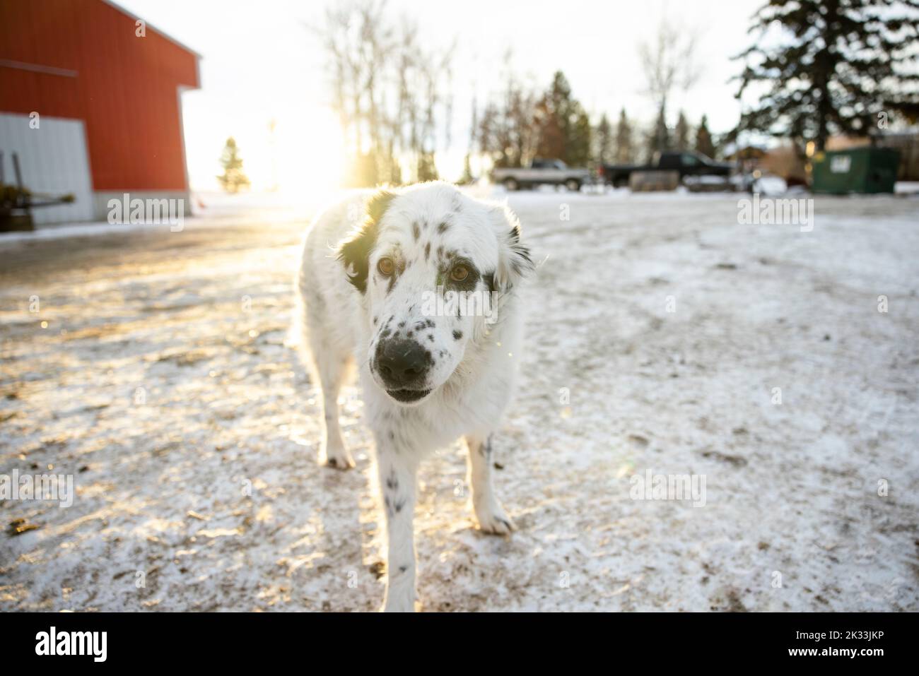 Barn dog hi-res stock photography and images - Alamy