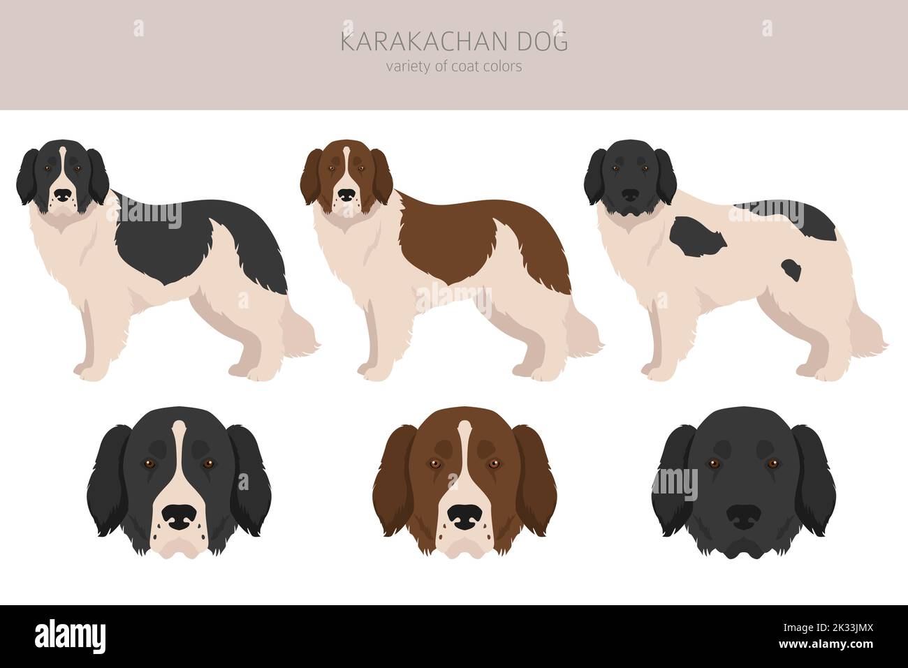 Karakachan dog clipart. Different coat colors set. Vector illustration ...